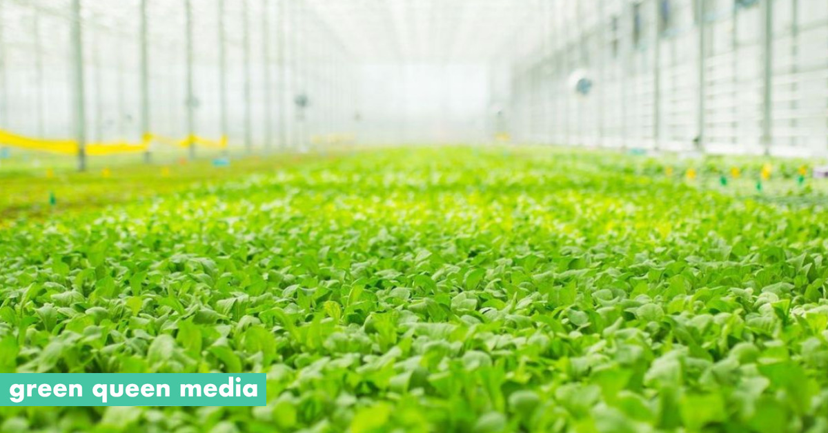 With New Biotech R&D Hub, BrightFarms Increases Indoor Farming ...