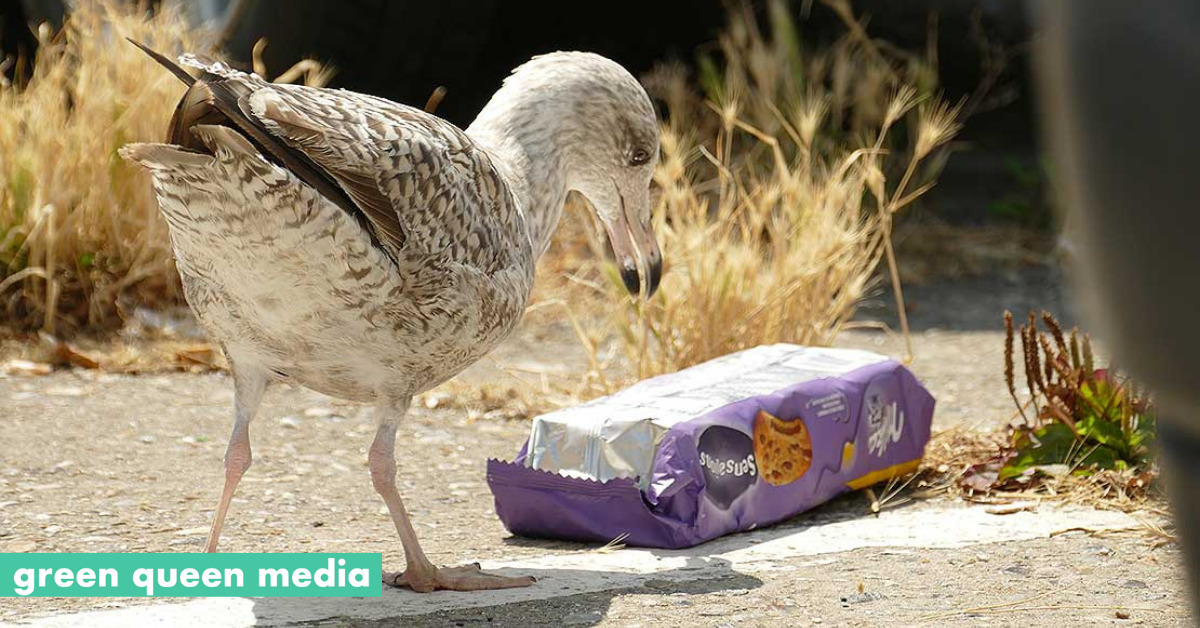Not Just the Sea: Over 1,550 Wildlife Species Have Eaten Plastic Waste ...