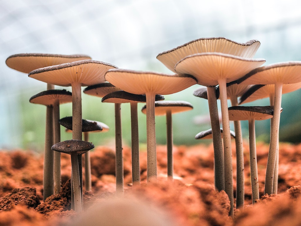 5 Ways Fungi Could Change The World, From Cleaning Water to Breaking ...