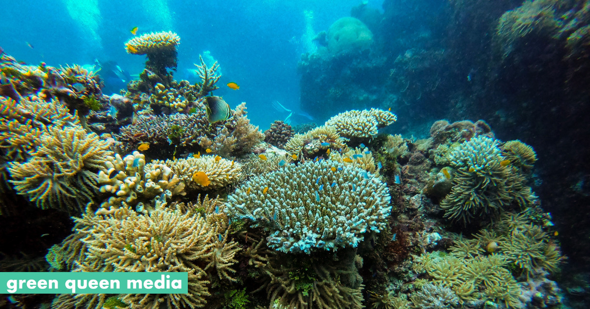 Great Barrier Reef Avoids ‘In Danger’ Downgrade After Australian Lobbying