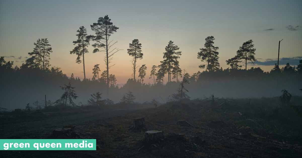 What Is Deforestation? And Is Stopping It Really Possible?