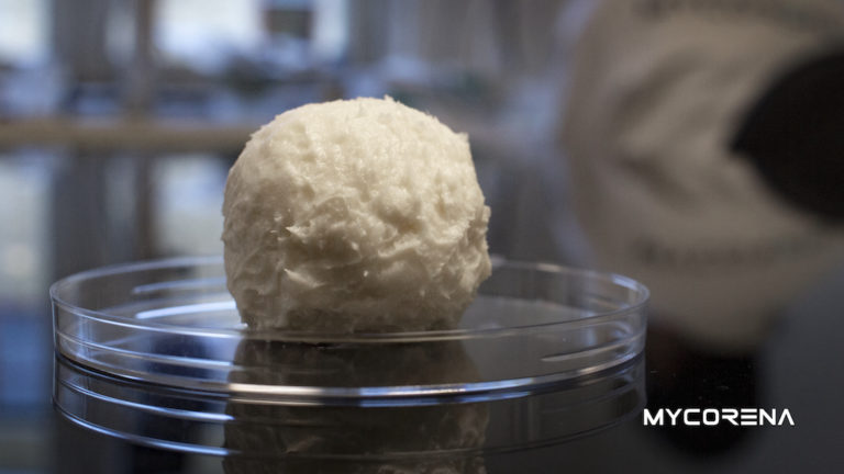 Mycorena Scoops $26.8 Million In Largest-Ever Nordic Vegan Protein Series A