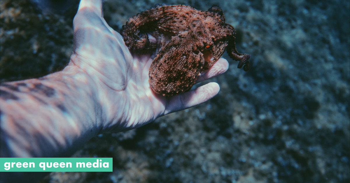 No More Boiling Alive As UK Recognises Octopuses, Lobsters, And Crabs ...