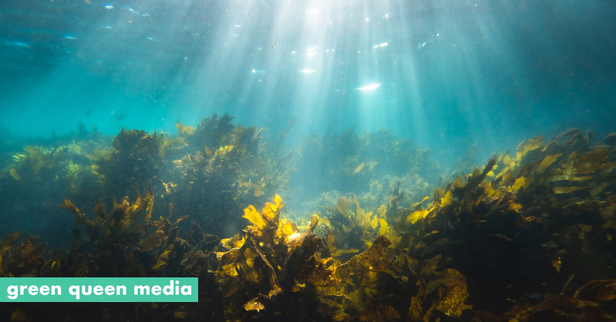 NewFish Partners with Cawthron Institute to Develop Sustainable 'Blue ...