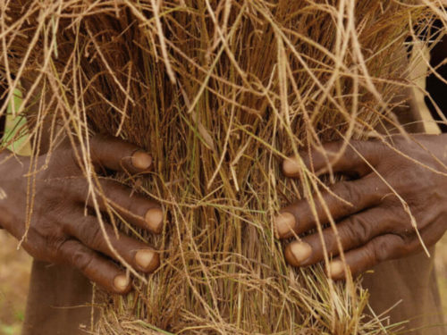 African Super Millet: Should Fonio Be In Your Grains Pantry?