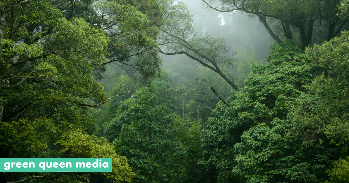 The Amazon Rainforest Is Close to a 'Tipping Point' and the Results ...