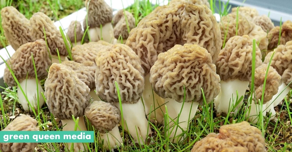As the Mushroom Boom Continues, Scientists Grow Tricky Morels Indoors