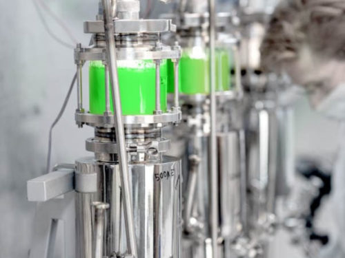Brevel Nets $8.4 Million For Food System Disruption With New Microalgae ...
