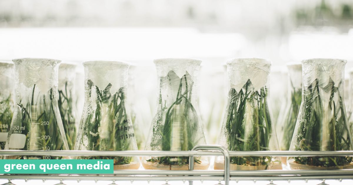 What Is Molecular Farming? Plus 6 Companies to Watch