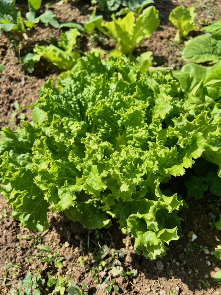 I Grew My Own Produce in Hong Kong. Here’s What I Learned From Urban ...