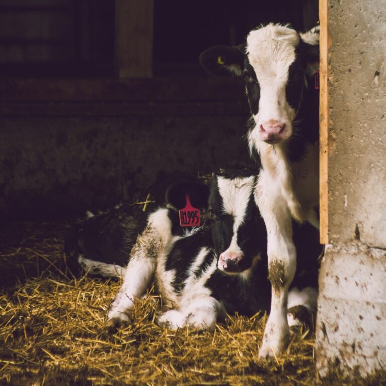 Is Milk Bad For You? And What About the Planet? We Investigate