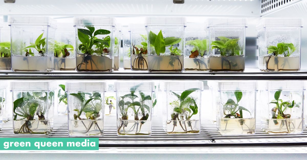This Engineered Houseplant Removes More Indoor Air Pollutants Than 30 ...
