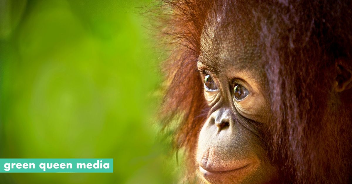 Bill Gates-Backed C16 Biosciences Will Bring Its First Palm Oil ...