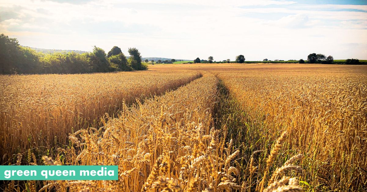 Vertically-Grown Indoor Wheat Breakthrough Holds Potential To Localize ...