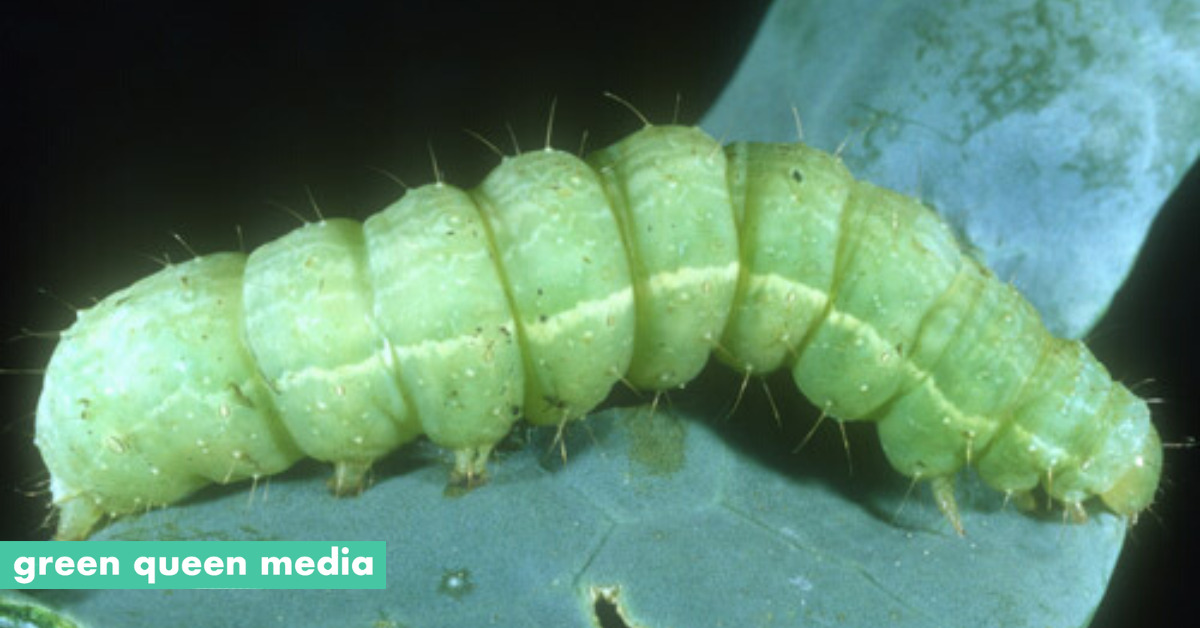 Cocoon Bioscience Raises €15 Million for Its Caterpillar Bioreactors