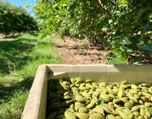 Aloha's New Energy Bars Are Made From Climate Resilient And ...