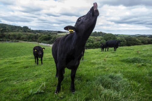 Award Winning Beef Producer Finnebrogue Will Develop Cultivated Wagyu ...