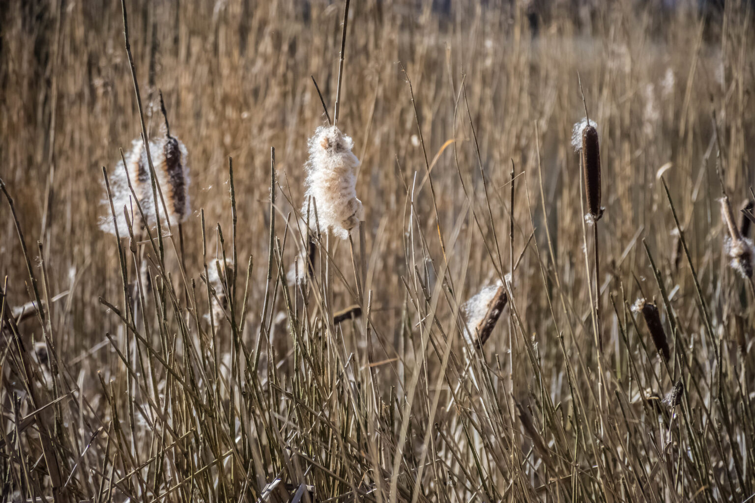 Saltyco's BioPuff: A Plant-Based Fibre Transforming Puffer Jackets