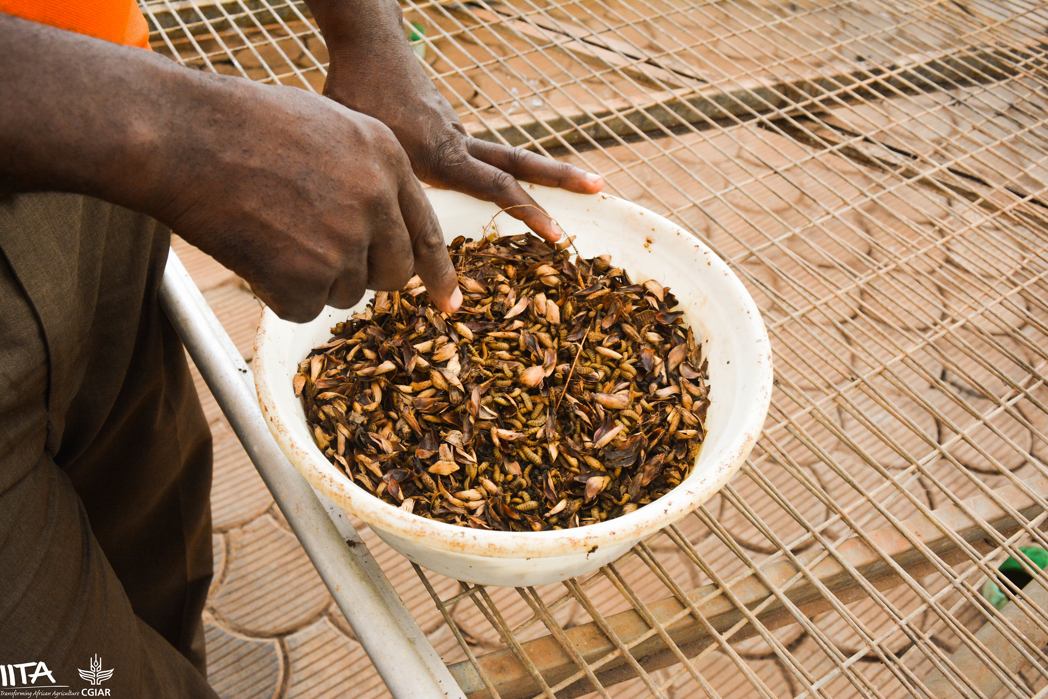 The Black Soldier Fly Could Be Turned into Biodegradable Plastic