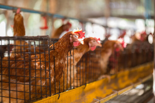 Cheaper, Not Better: France's Factory Farming Fumble