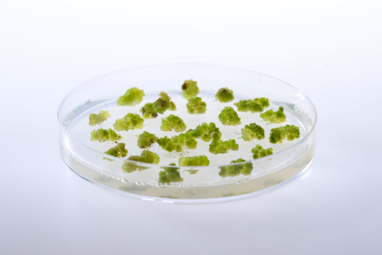 Lab-Grown Fruit: What Is It, and Can It Be the Future of Food?