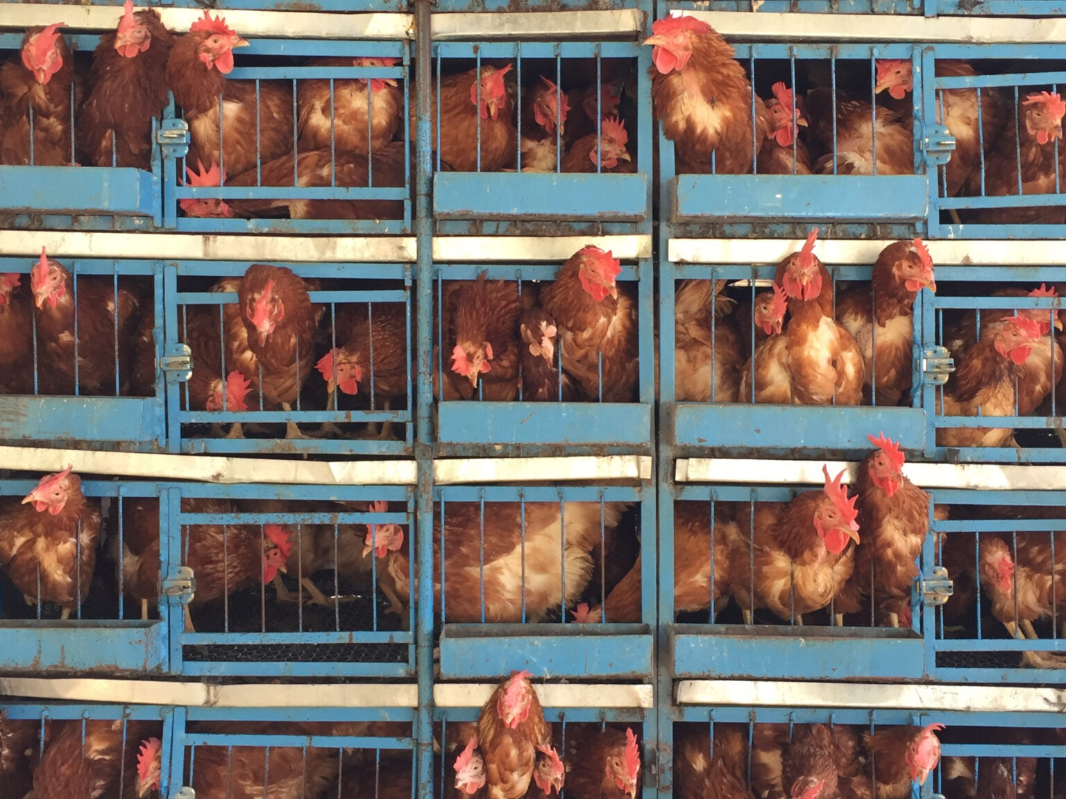 The EU Caged Farming Ban is Now on Hold – Thanks to the Meat Lobby