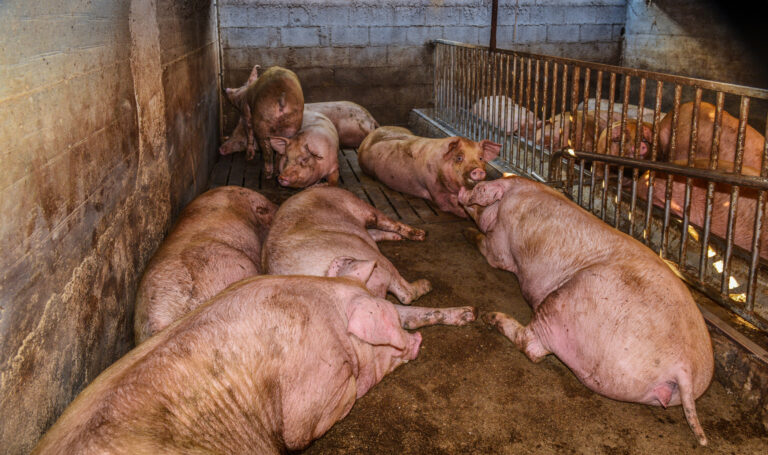 The EU Caged Farming Ban is Now on Hold – Thanks to the Meat Lobby