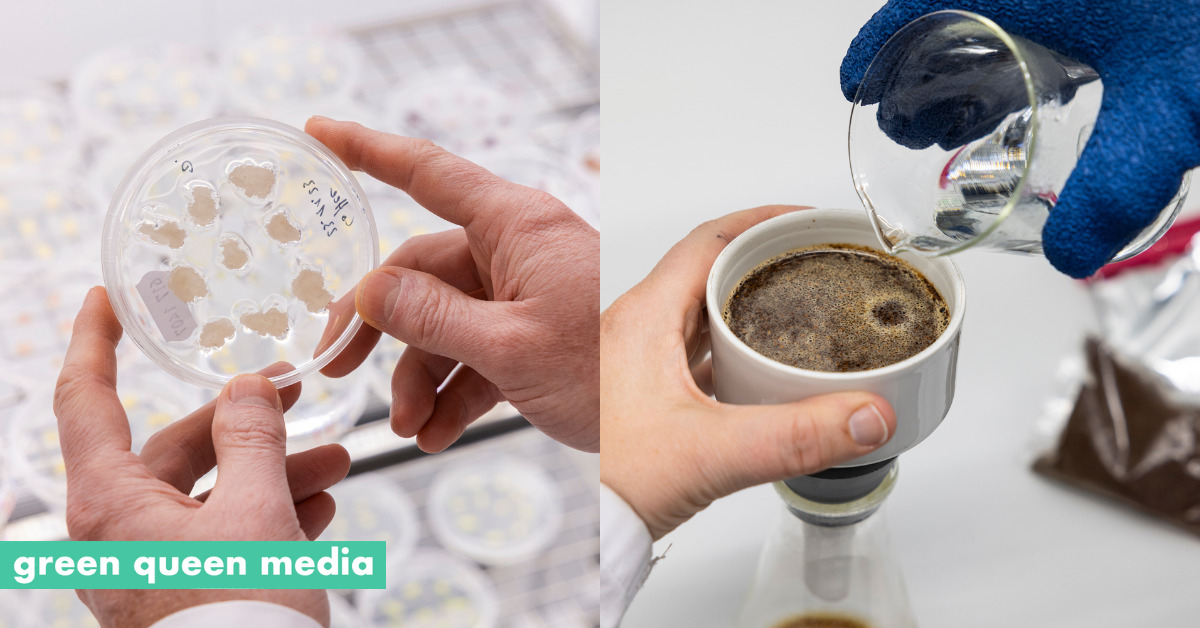 Lab-Grown Coffee: Scientists Publish Recipe for Novel Ingredient
