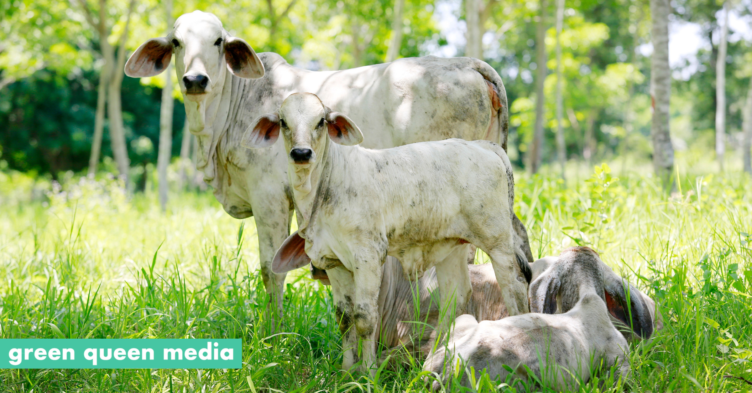 Pasture-Raised Beef Isn't As Climate-Friendly As You Think: Study