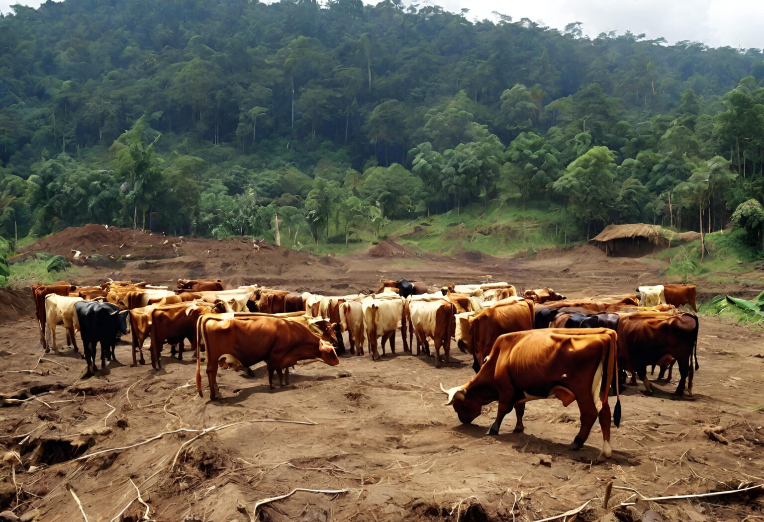 UK to Ban Food Imports Linked to Illegal Deforestation, But Concerns Remain