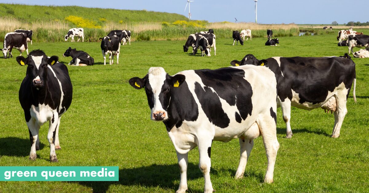 Cultivated Meat: A Cut Above for Farmers, Health, and Safety