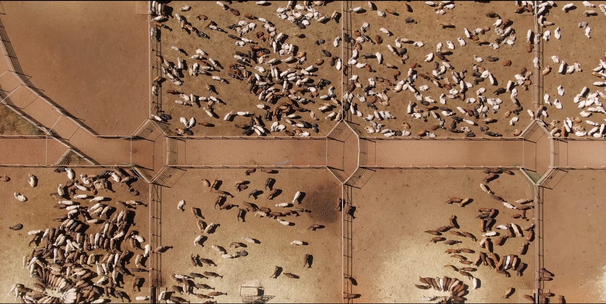 Feeding Tomorrow Film Spotlights Primarily Plant-Based Diet ...