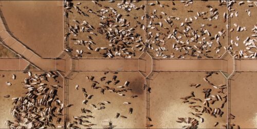 Feeding Tomorrow Film Spotlights Primarily Plant-Based Diet ...