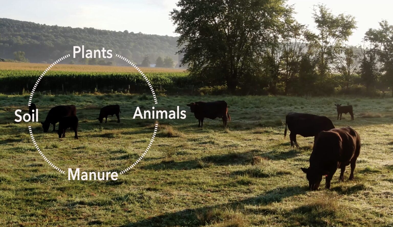 Feeding Tomorrow Film Spotlights Primarily Plant-Based Diet ...