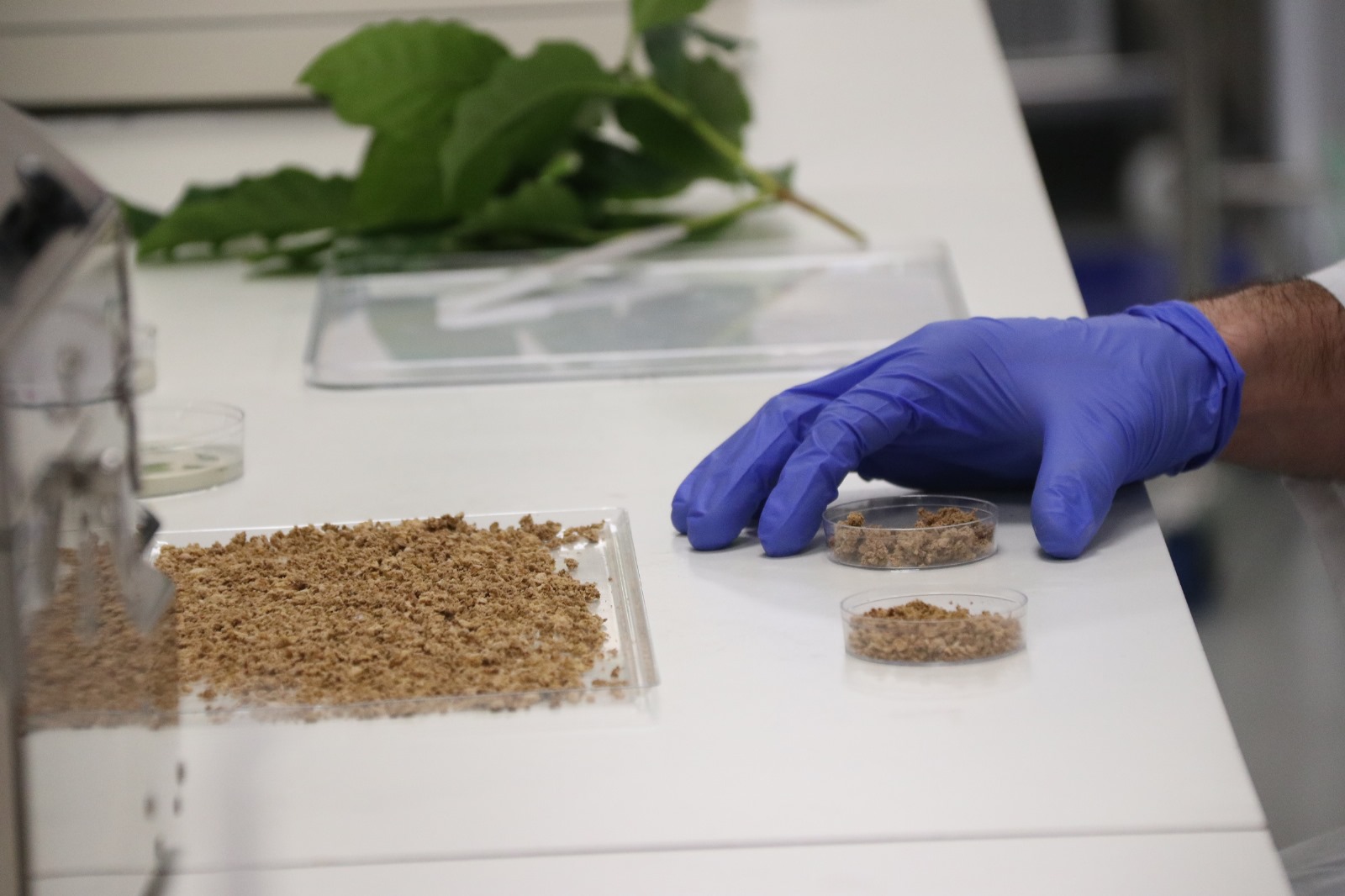 Pluri Launches Cell-Based Coffee with Industrial-Scale Production