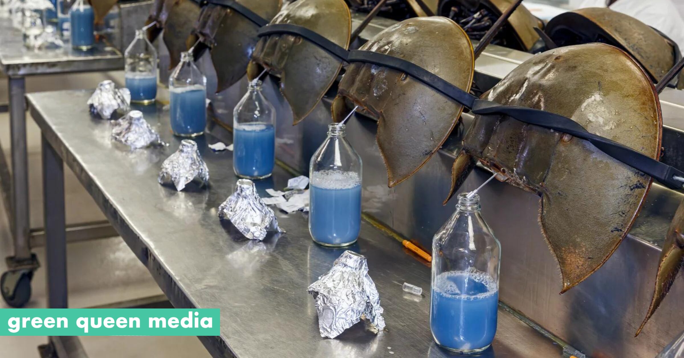 what-is-horseshoe-crab-blood-alternative-used-for-social - Green Queen