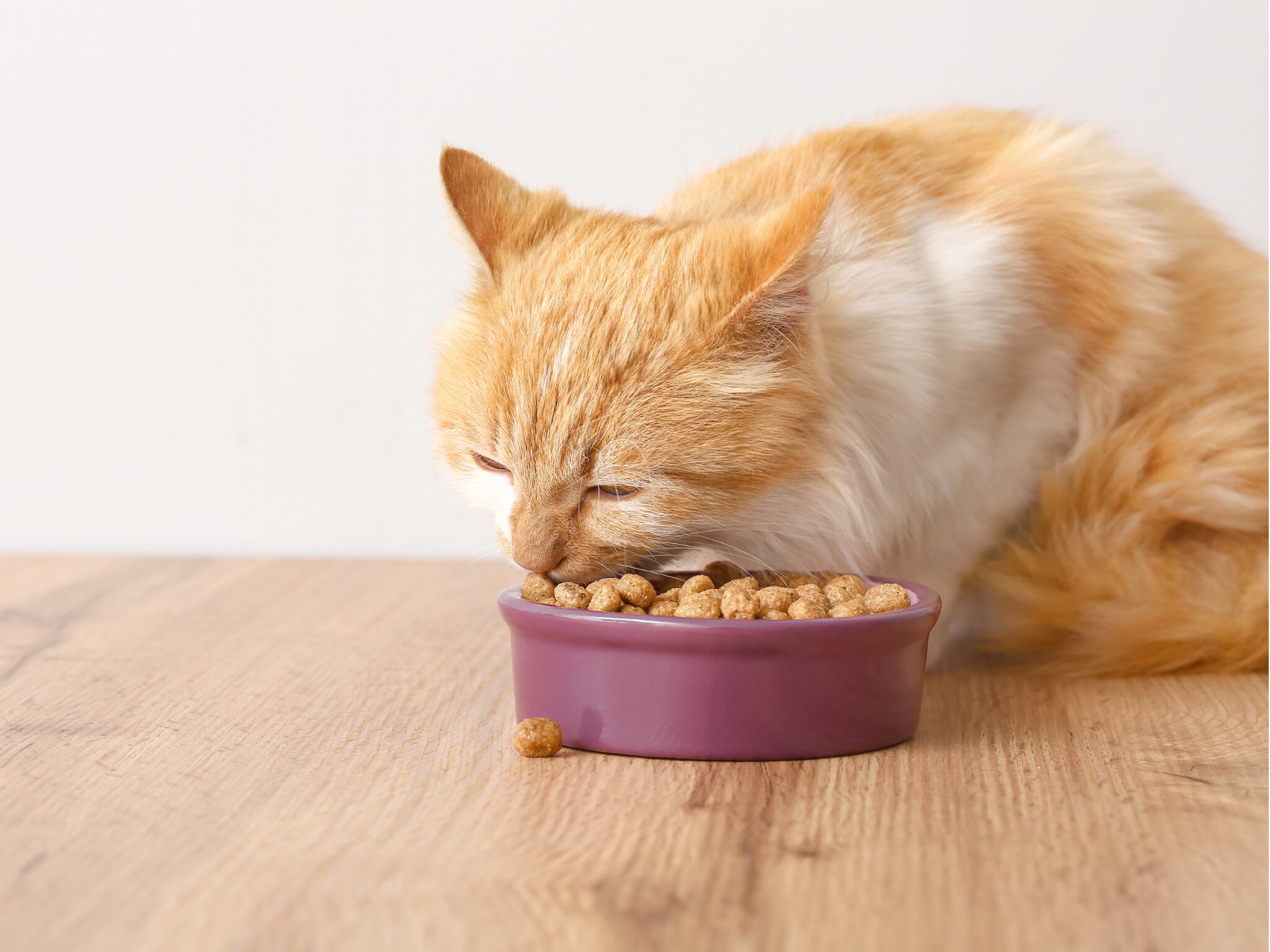 meatly-cultivated-lab-grown-meat-cat-food-uk-regulatory-approval-2 ...