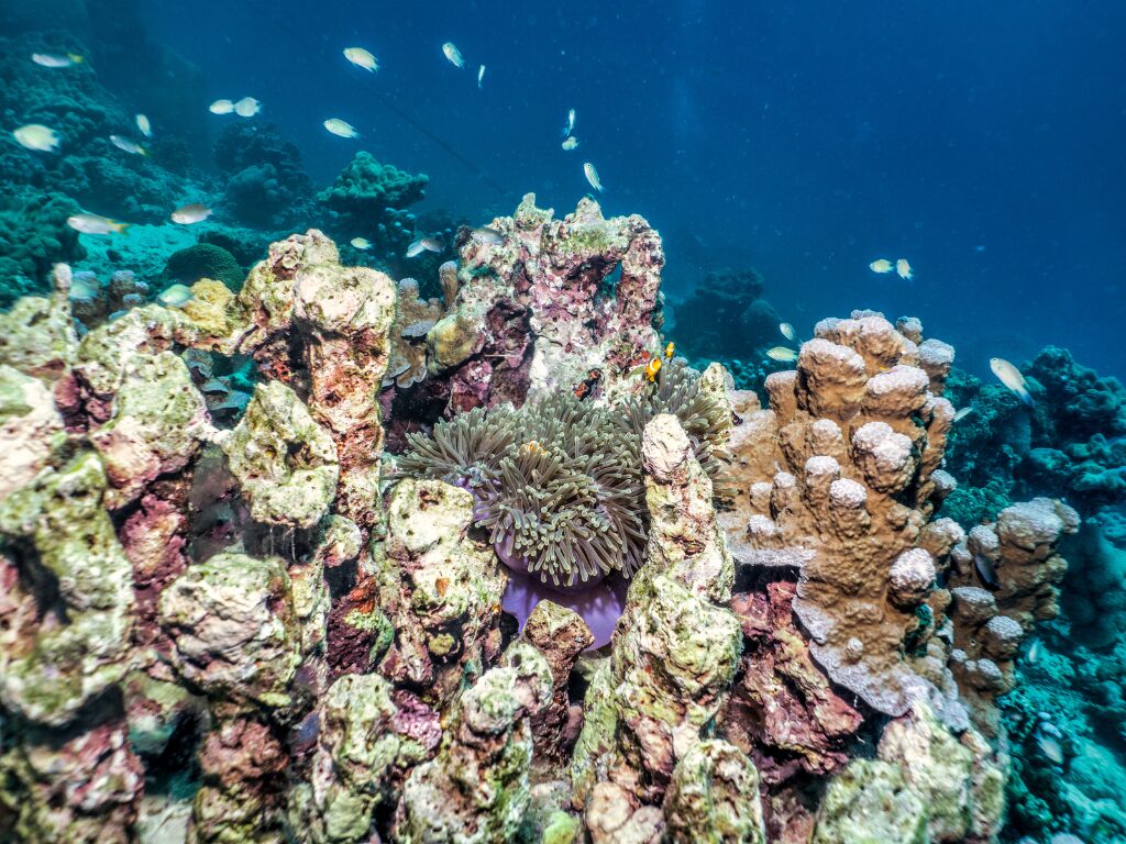 dead coral reef - Green Queen