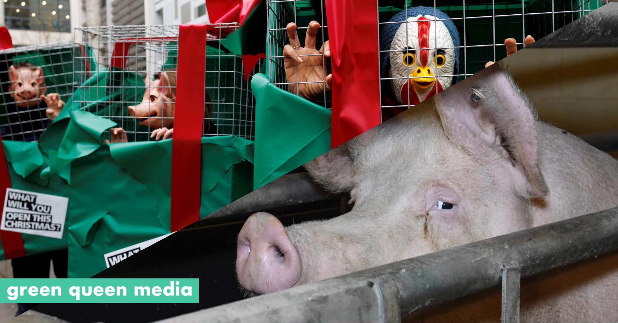 EU Commission Facing Legal Action for Failed Caged Farming Ban