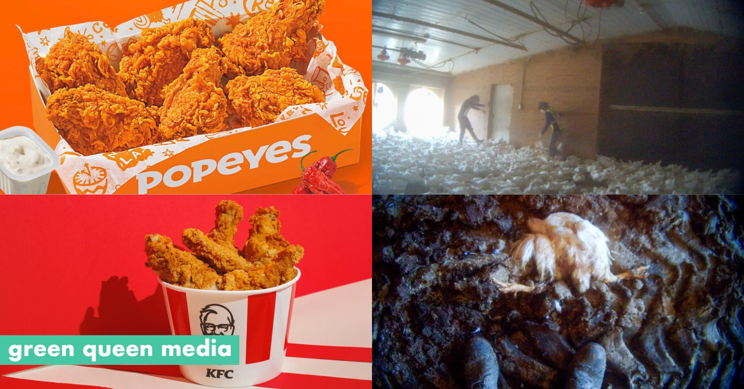 kentucky-sb-16-ag-gag-animal-cruelty-kfc-pilgrims-popeyes-chicken ...