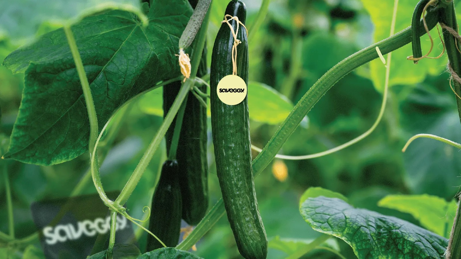 Saveggy Raises €1.76M for Plastic-Free Edible Cucumber Packaging