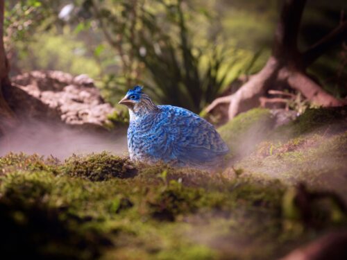 Vow Earns Singapore Regulatory Approval for Cultivated Quail