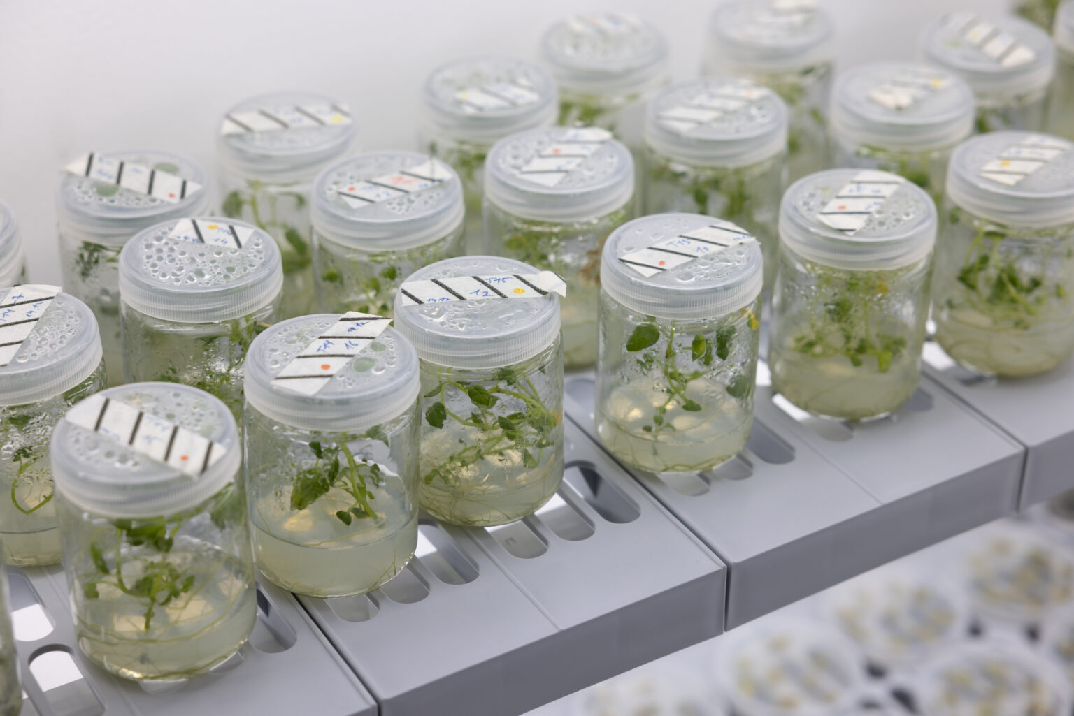 PoLoPo Files for USDA Approval to Grow Egg Proteins in Potatoes