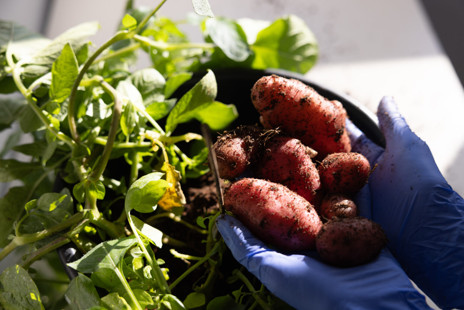 PoLoPo Files for USDA Approval to Grow Egg Proteins in Potatoes