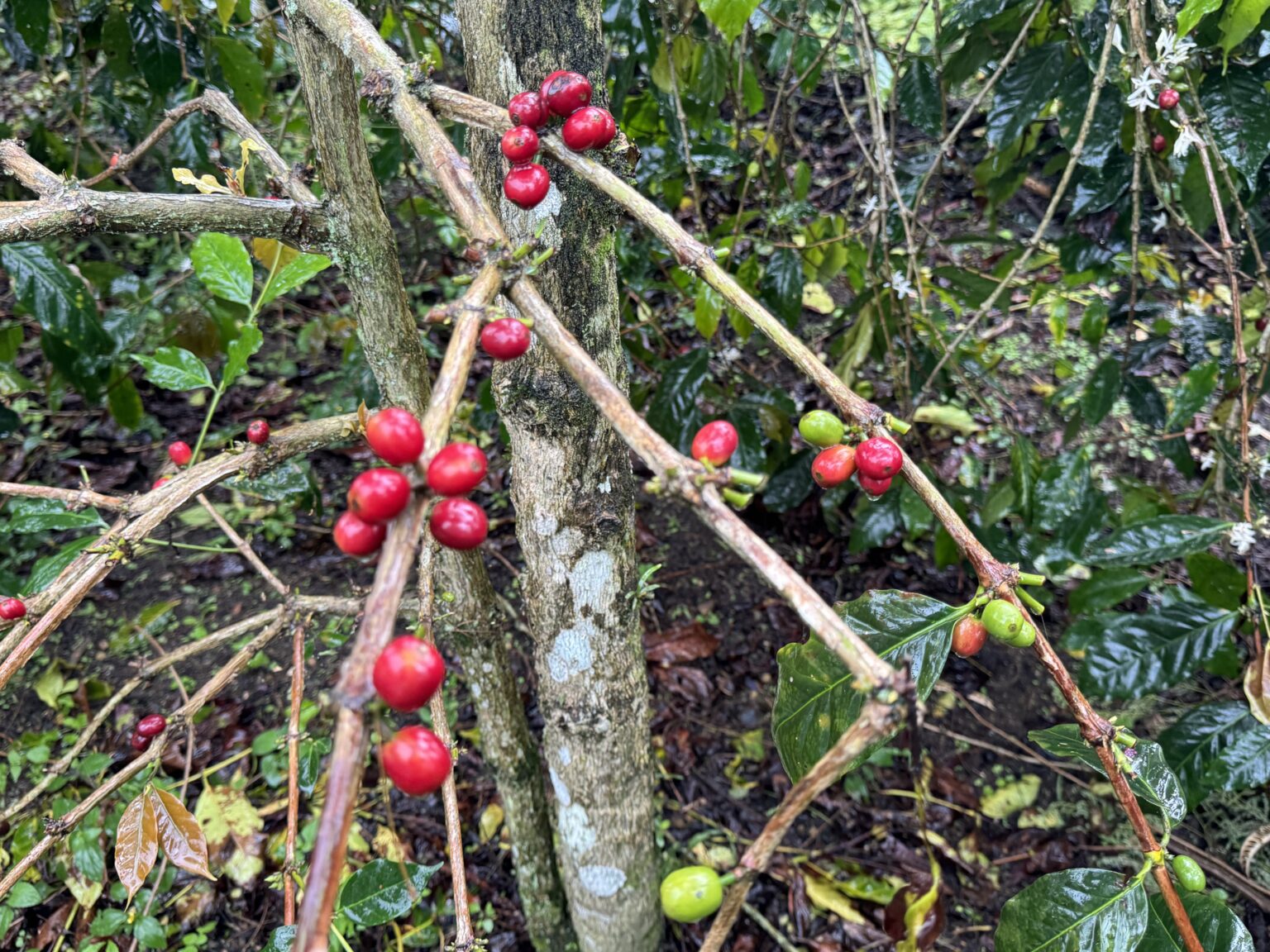 Legume is the New Coffee: Meet the Belgian Startup Making Your Latte ...