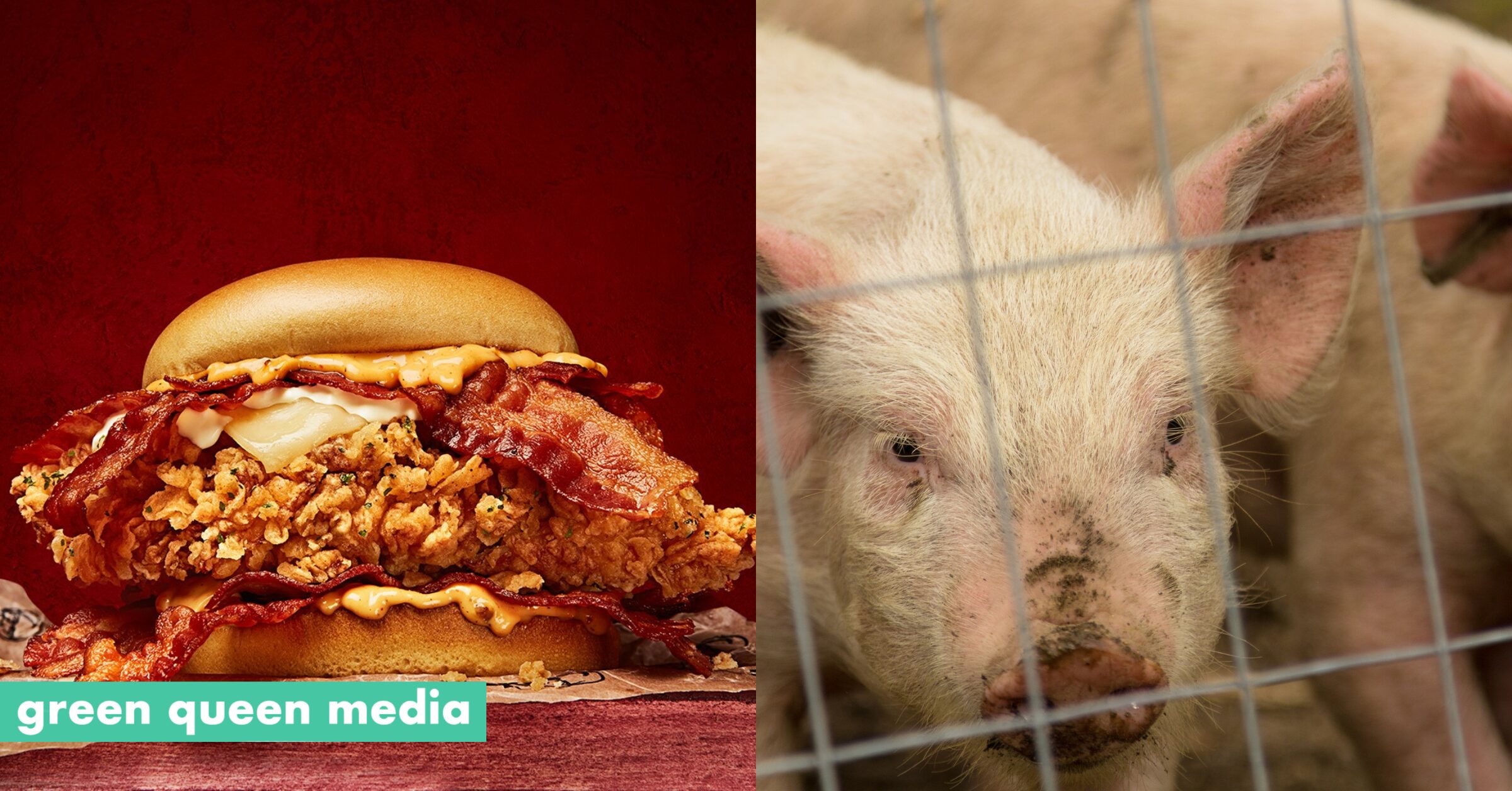 gestation-cages-pigs-cage-free-kfc-dennys-taco-bell-3 - Green Queen
