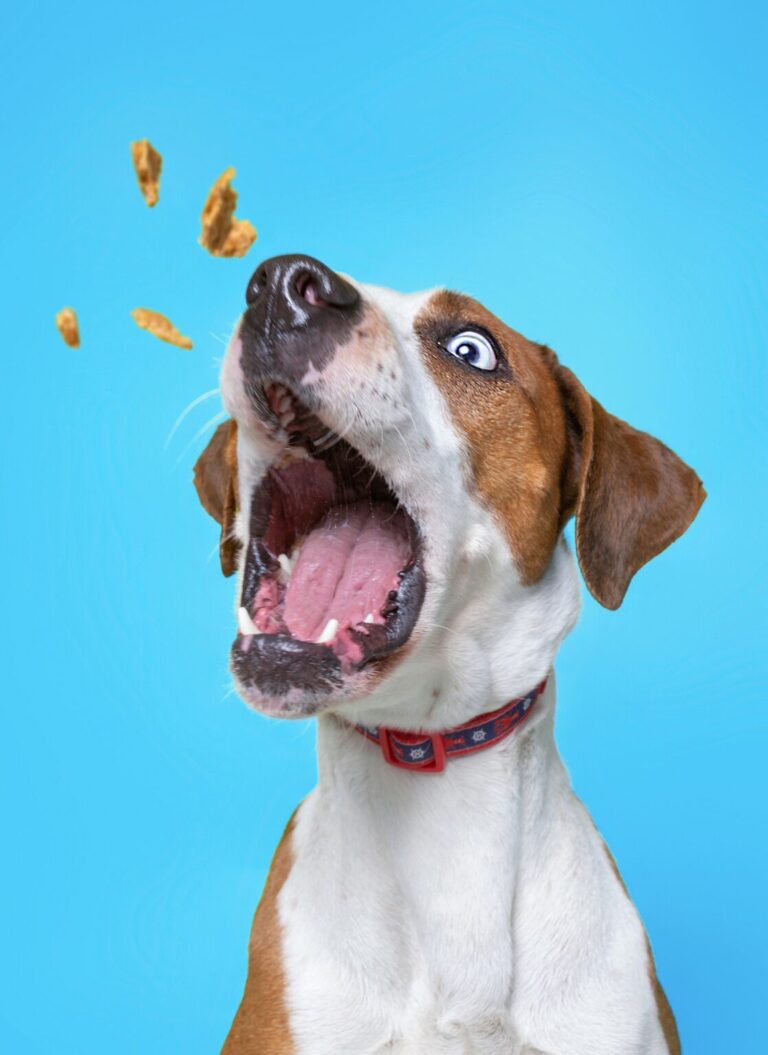 Meatly on Cultivated Pet Food, UK Election, Hybrid Meat & Series A