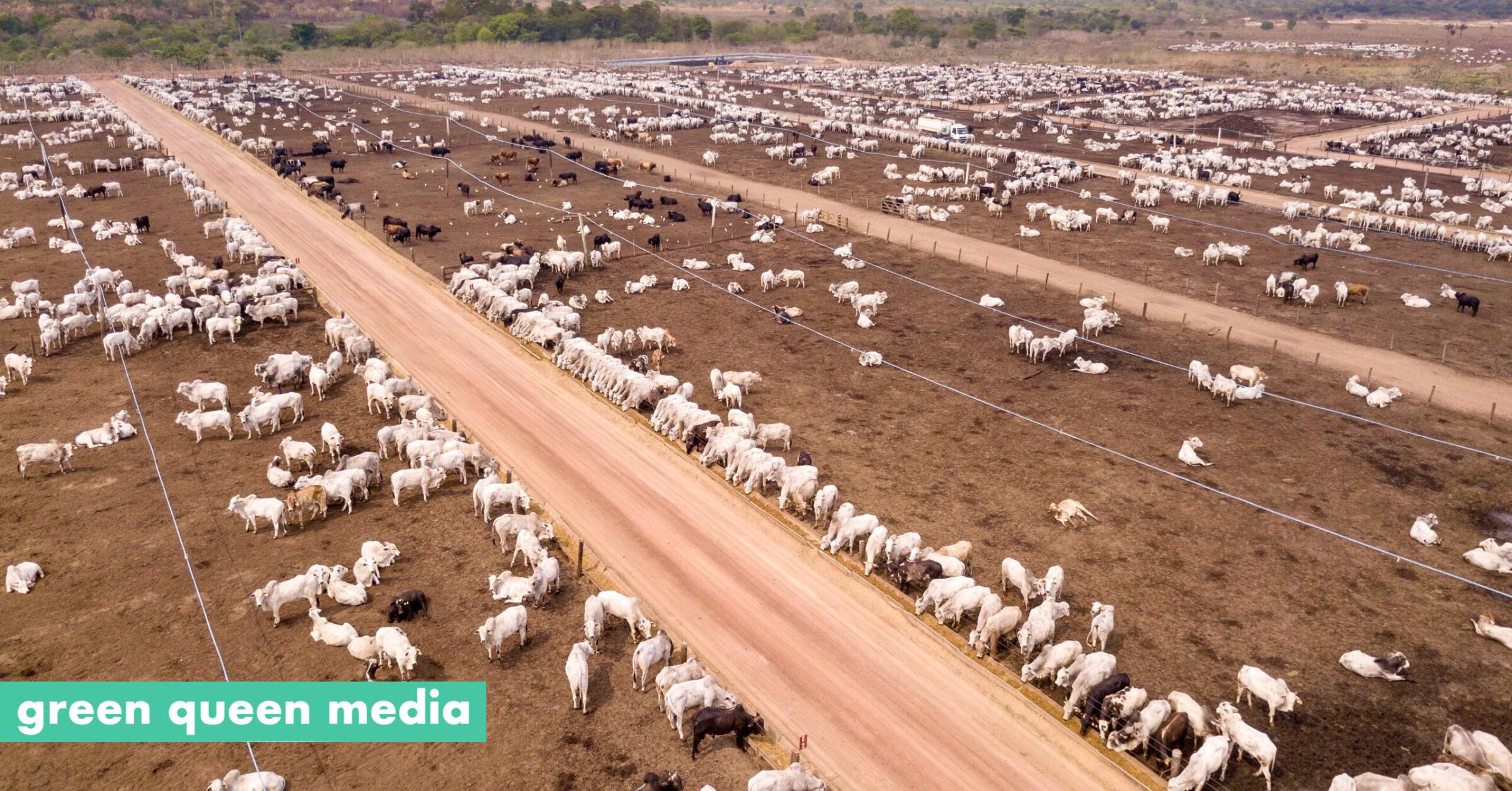 brazil-cattle-ranching-amazon-rainforest-deforestation-climate-case ...