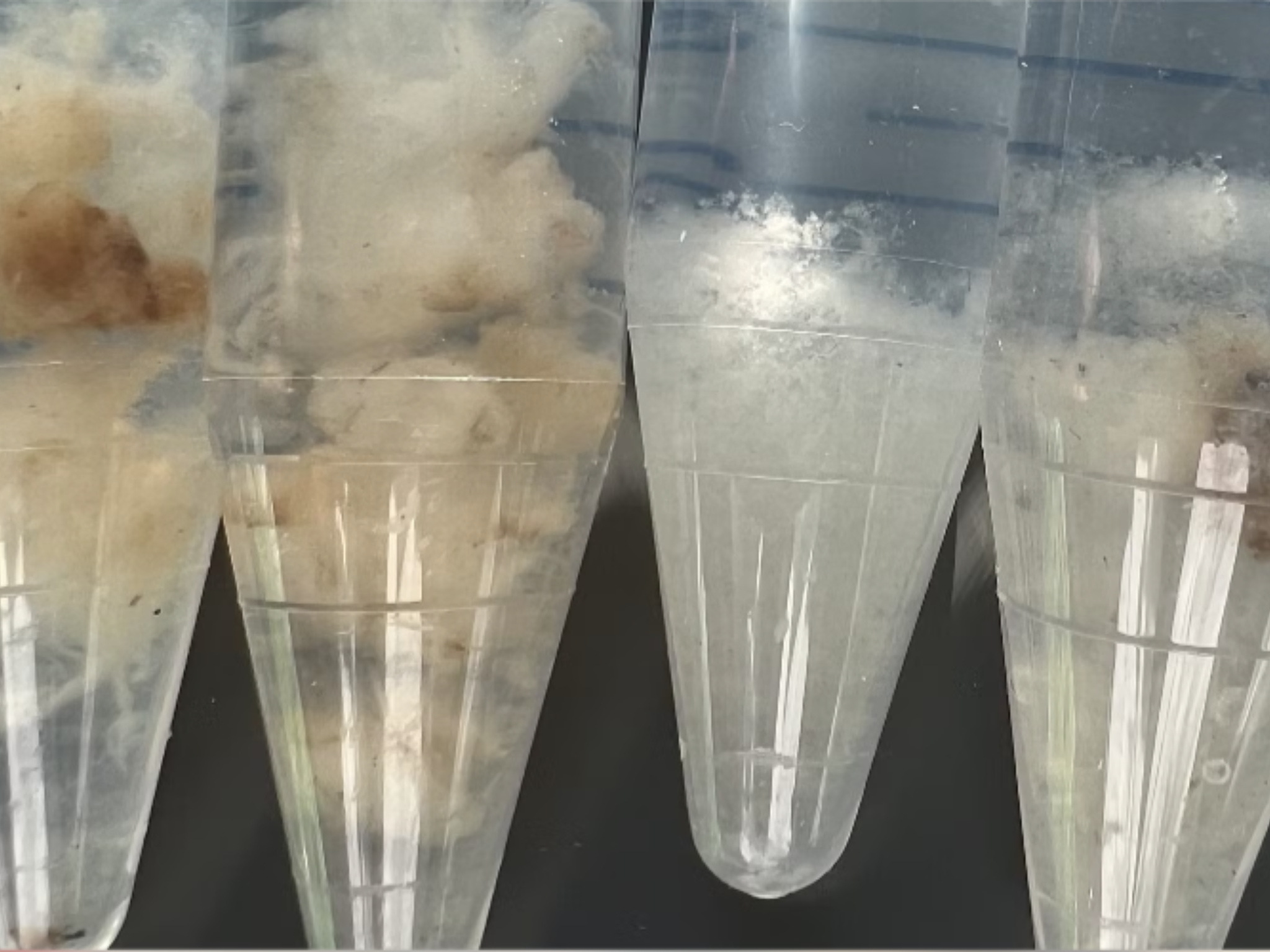 Bill Gates Leads $33M Series B for Lab-Grown Cotton Maker Galy