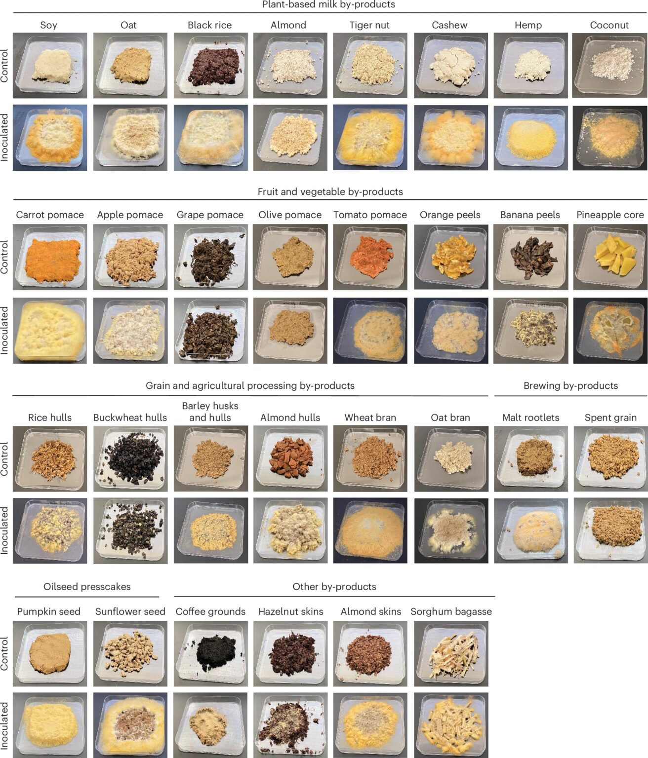 Can Ancient Fungi Turn Food Waste Into Michelin-Starred Meals?